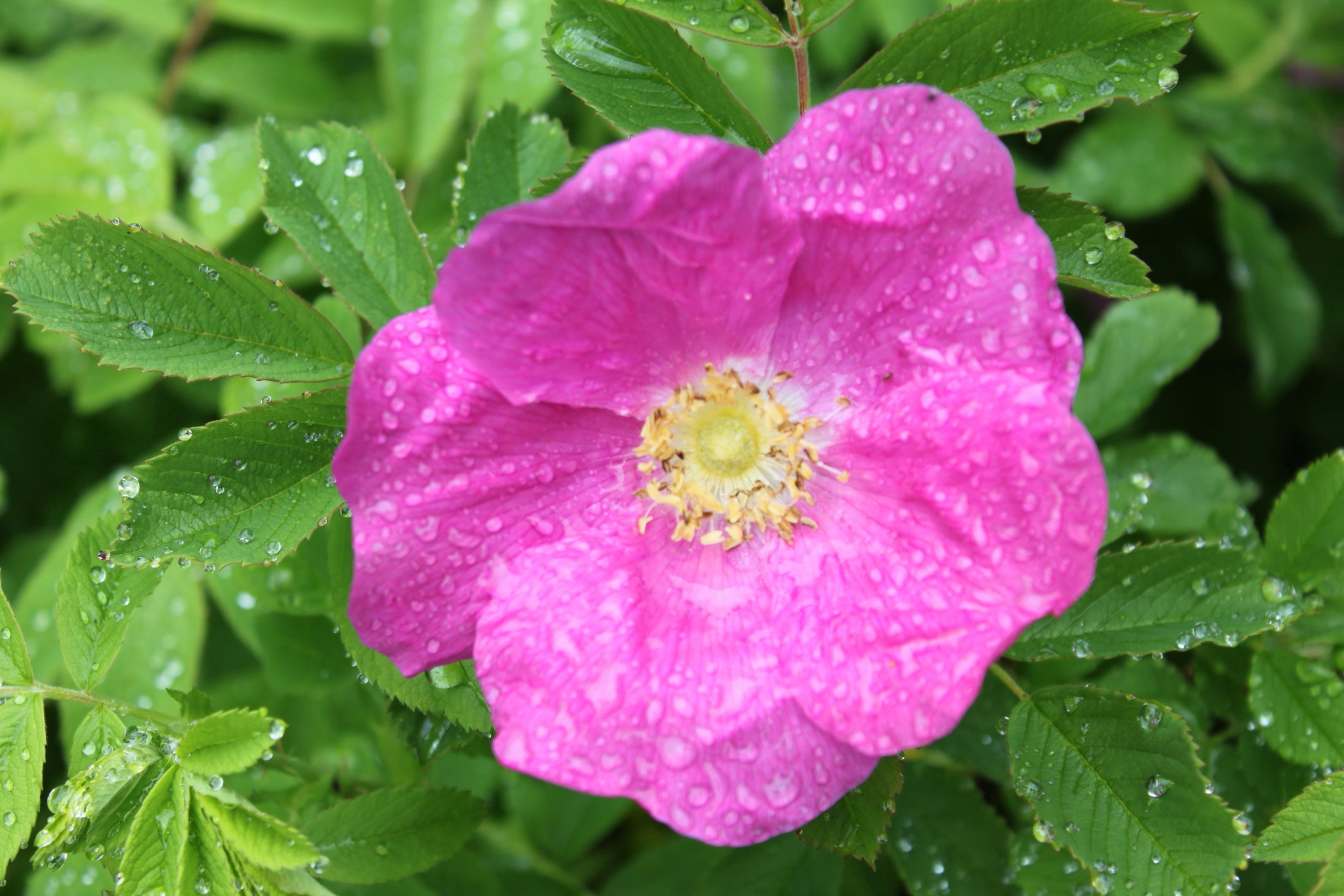 Sirop de roses sauvages artisanal fait au Québec