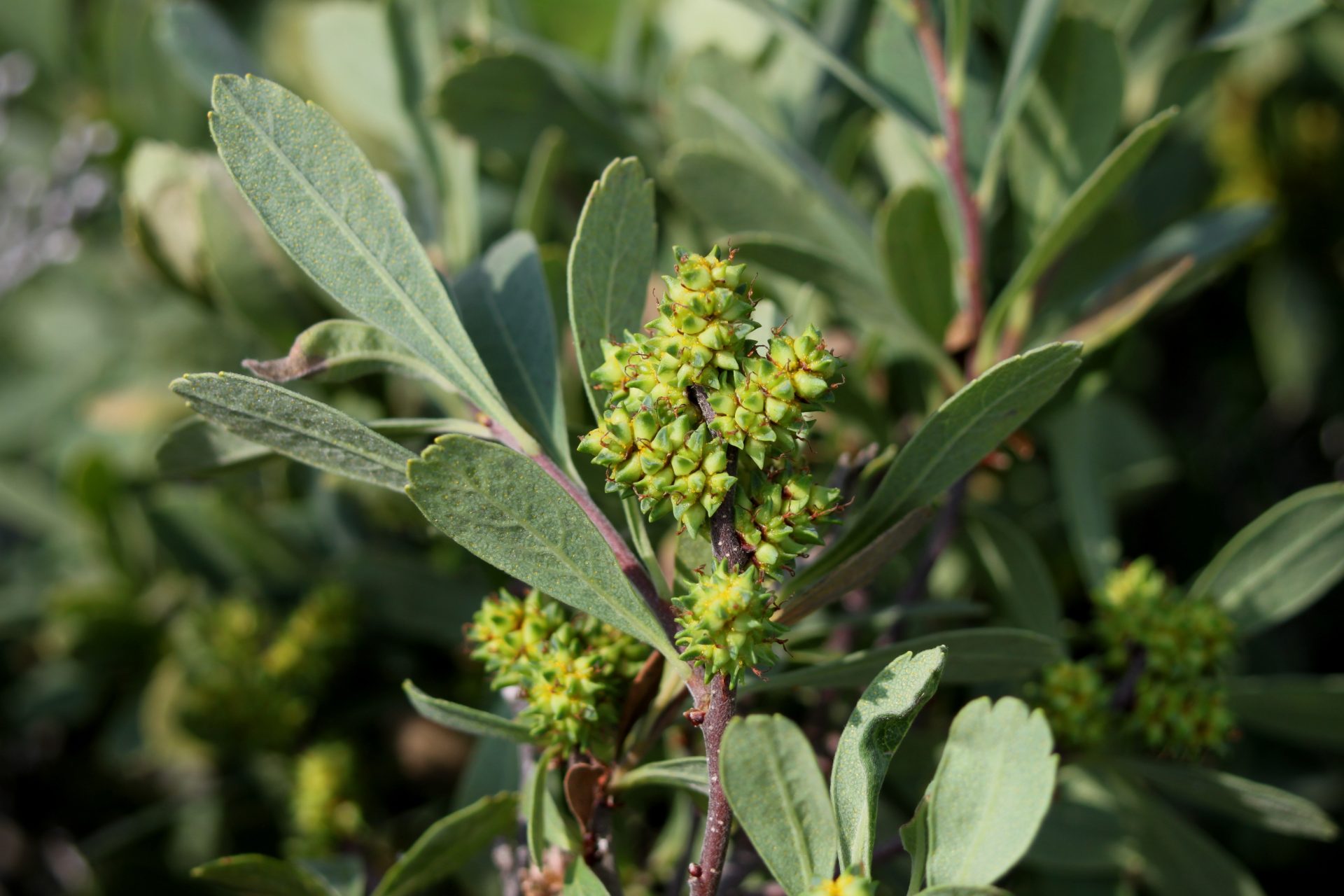 Myrique baumier cueilli à la main | Gourmet Sauvage