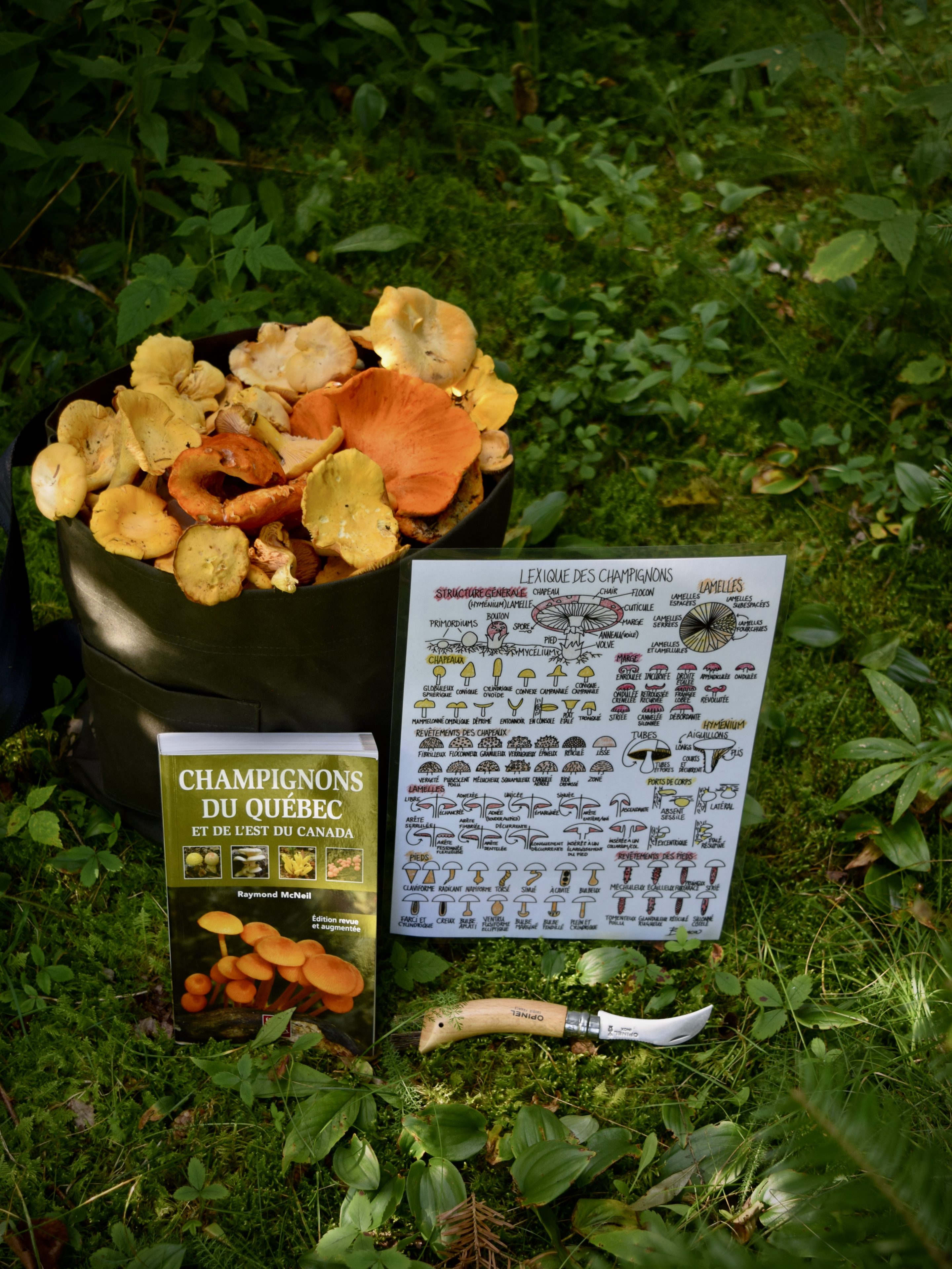 Clé d'identification plastifiée - Les champignons | Gourmet Sauvage