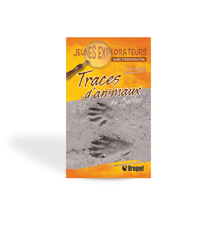 Thé du Labrador récolté au Québec