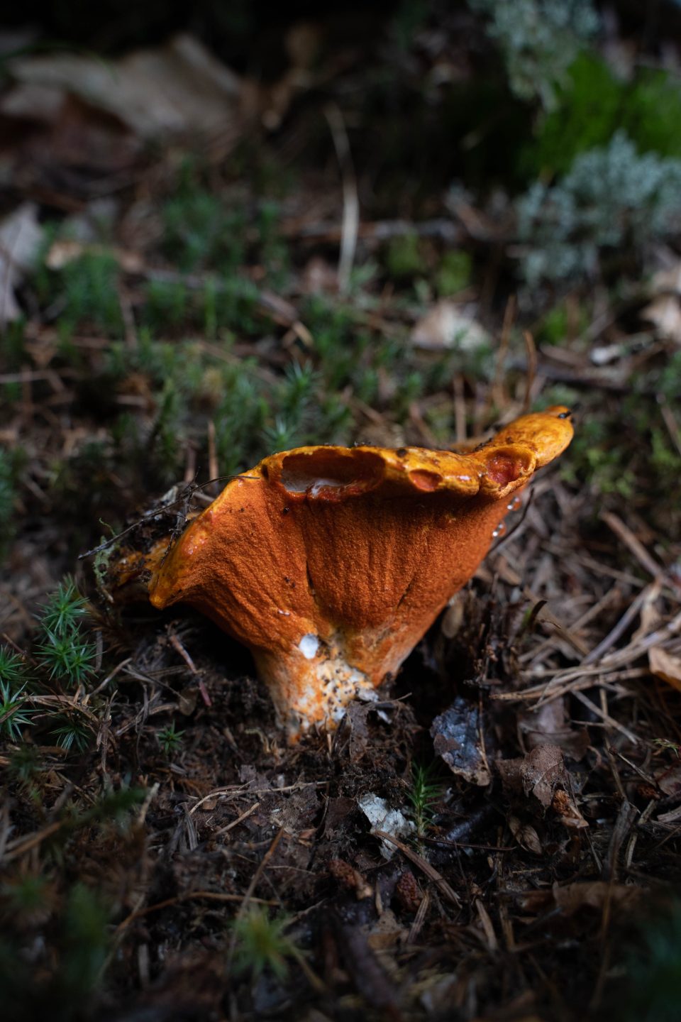 Top 5 des meilleurs champignons québécois | Gourmet sauvage